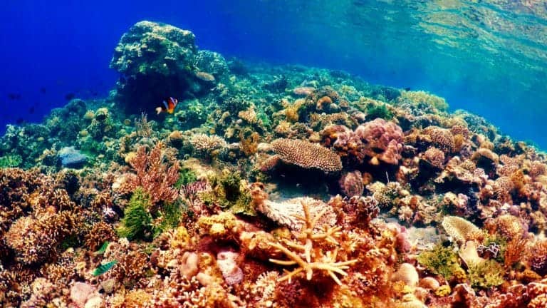 Atauro Dive Resort – Timor Leste – Diving and Accommodation in Timor ...