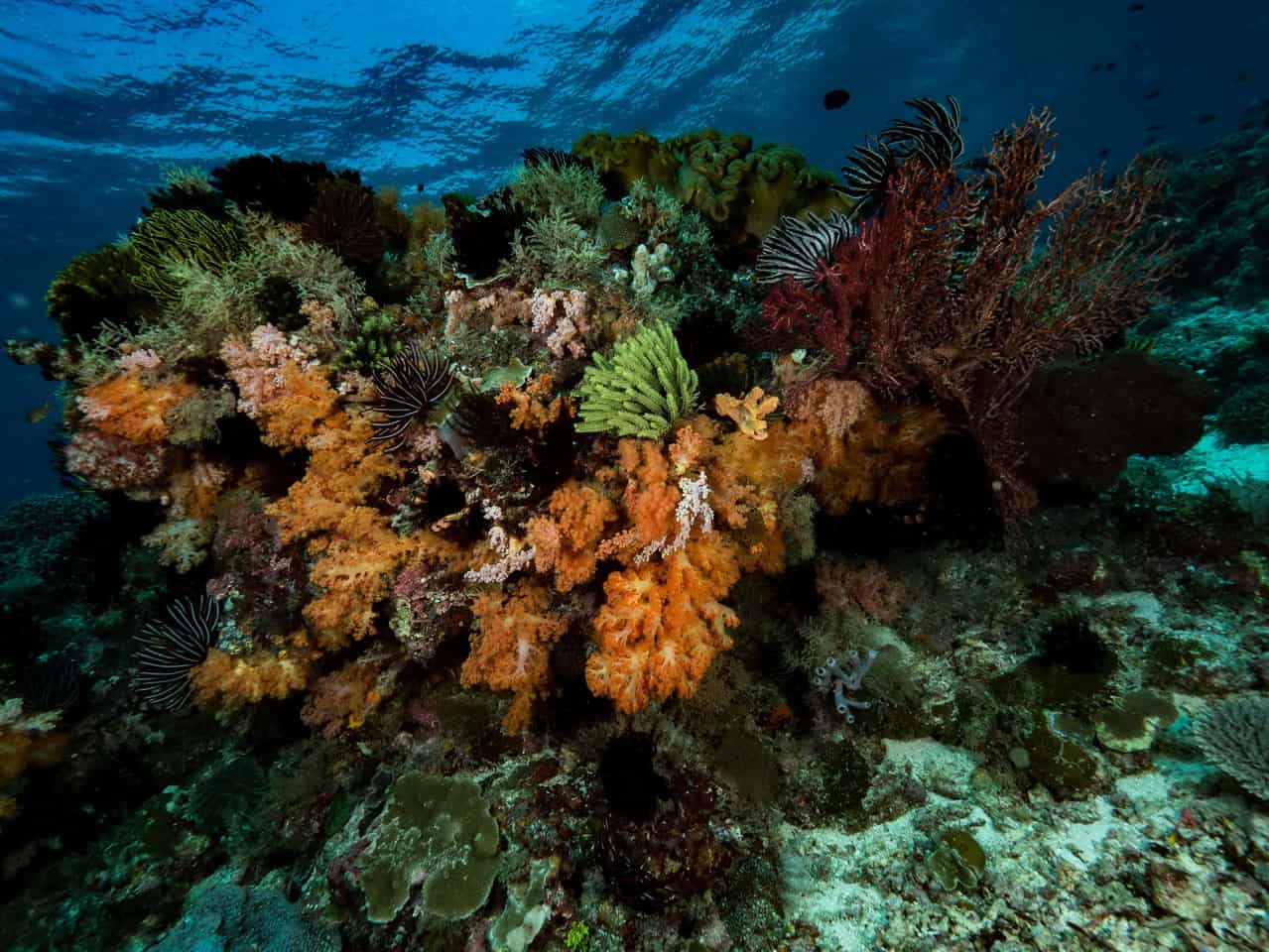 Boat dive west side – Atauro Dive Resort – Timor Leste